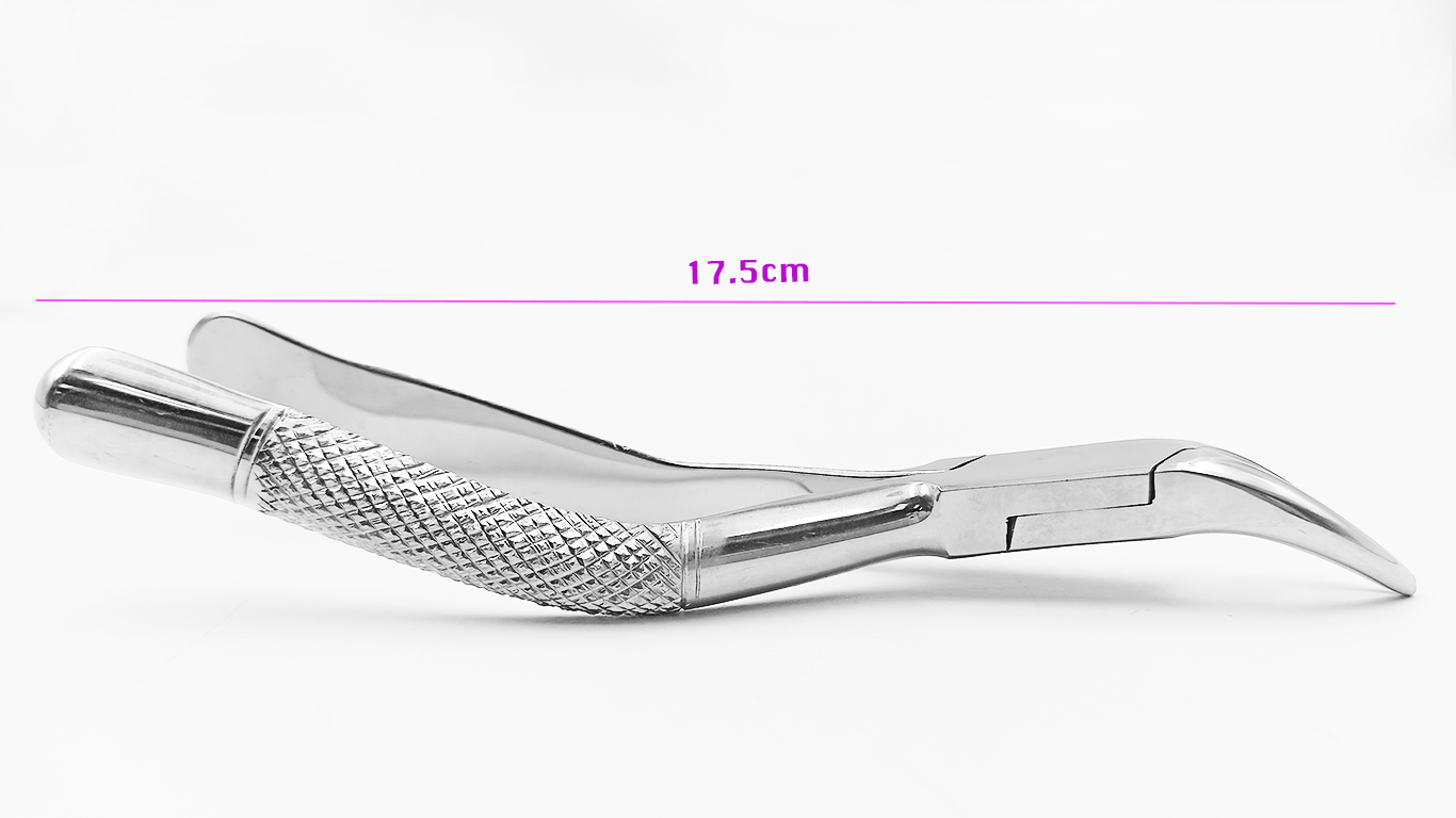 Forceps 151 de extracción para incisivos, premolares y raíces inferior ...